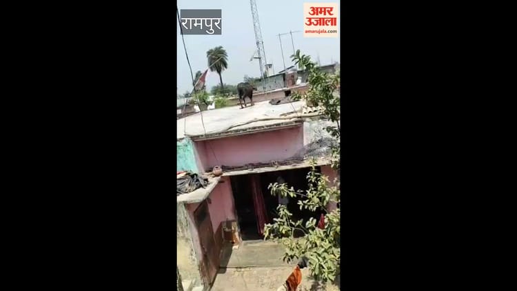 कुर्बानी से पहले छत पर चढ़ी भैंस, पकड़ने गए लोगों को दाैड़ाया, रामपुर ...