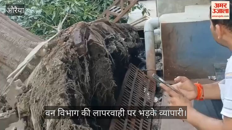 औरैया:सदर बाजार में गिरा विशाल पेड़, विद्युत लाइन क्षतिग्रस्त, रास्ता ...