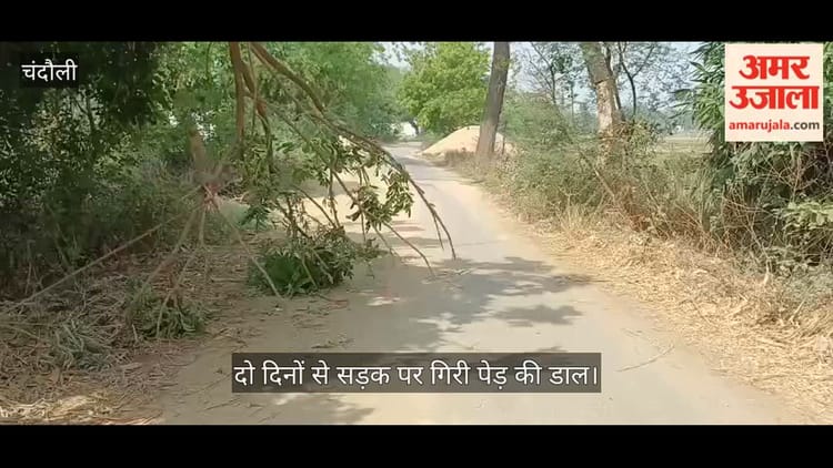 Video:वन विभाग की लापरवाही, दो दिनों से सड़क पर गिरी पेड़ की डाल, हादसे ...