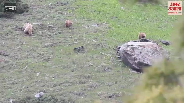 Chamba:वन्य प्राणी अभयारण्य कुगति में दिखा दुर्लभ भूरे भालू का परिवार ...
